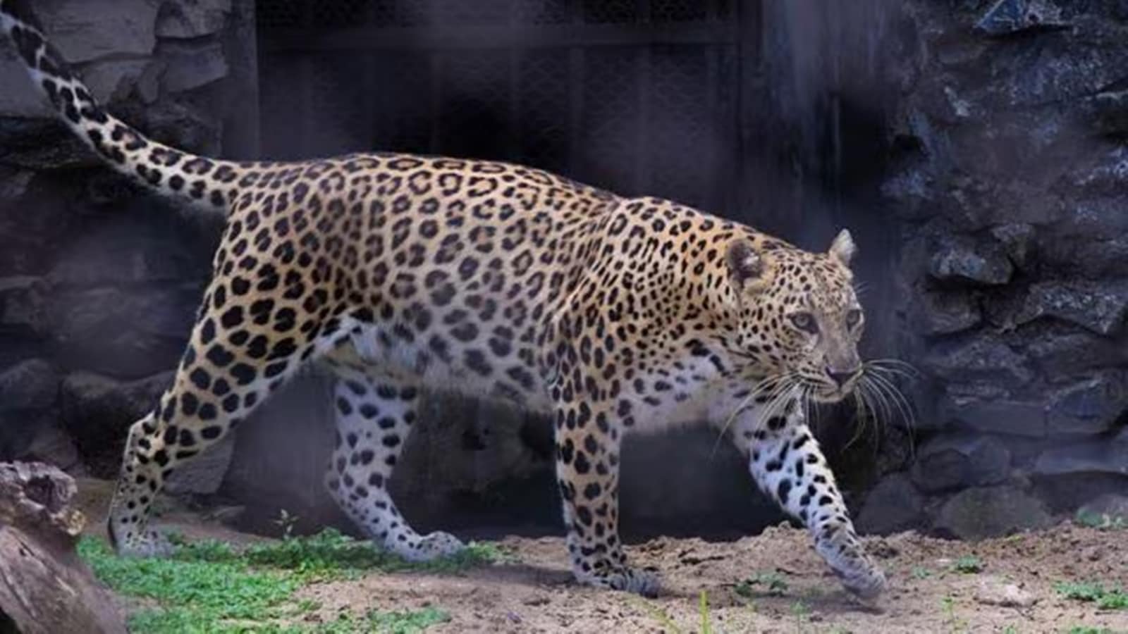 Elusive leopard enters trap cage at Pune Airport but escapes, search ...
