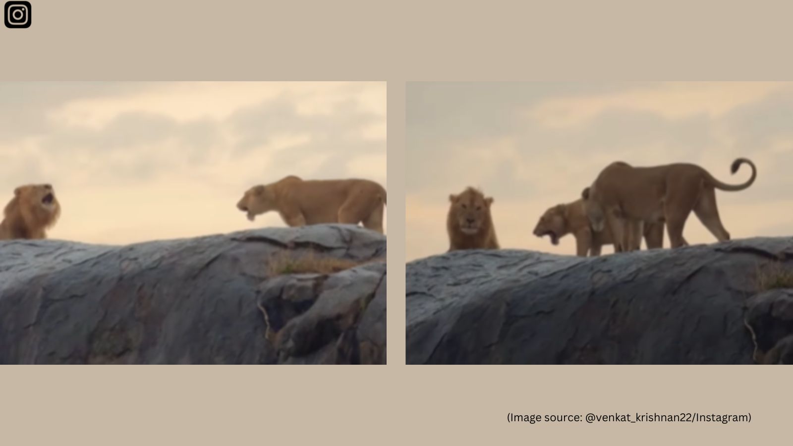 Male lion stalks cubs; what the mother lioness does next leaves ...