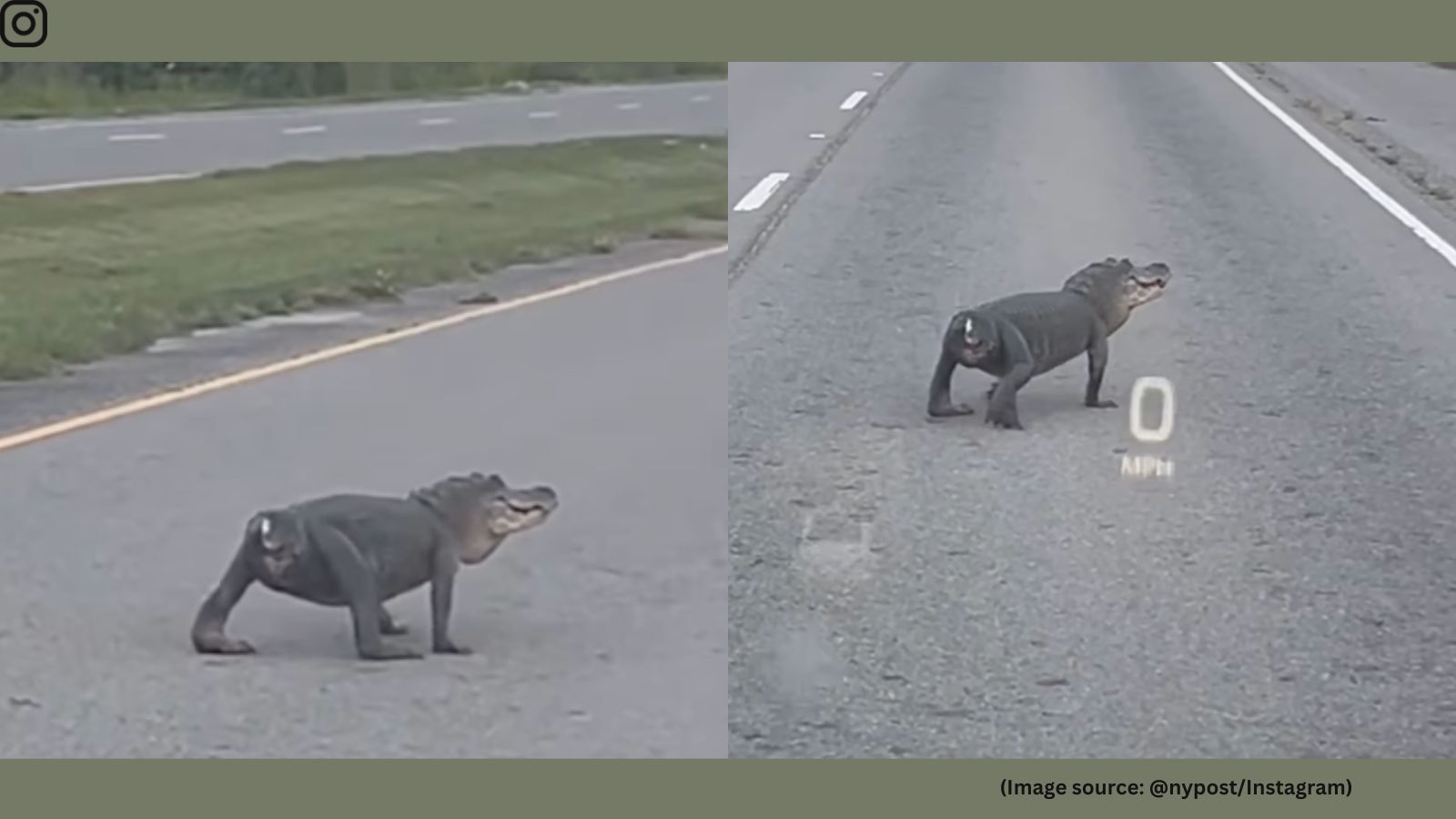 ‘So sad’: Tailless alligator crosses road, the Internet can’t look away ...
