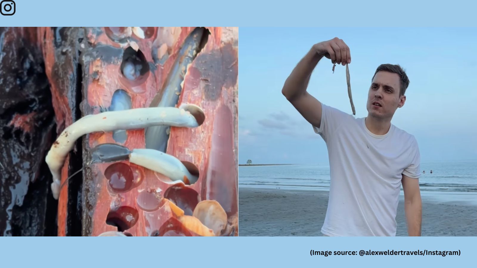 ‘Slimy texture, earthy flavour’: travel influencer tries woodworm in ...