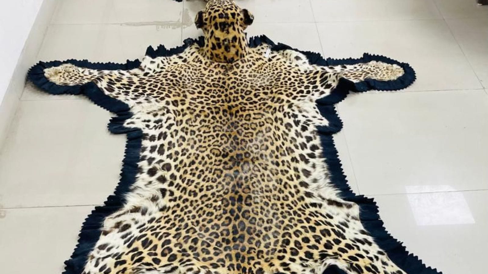 DRI seizes leopard skins, ivory in MP; 2 held in wildlife trafficking ...