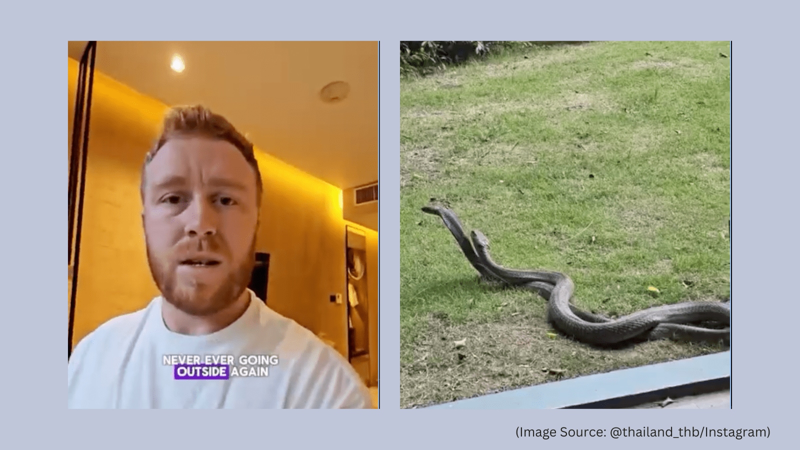 ‘Never going outside again’: Tourist finds king cobras mating outside ...