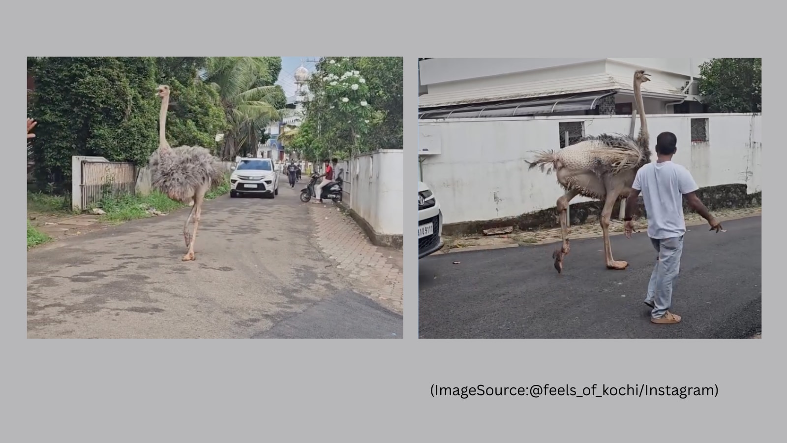 Wild surprise near Kochi: ostrich spotted roaming city roads, video ...
