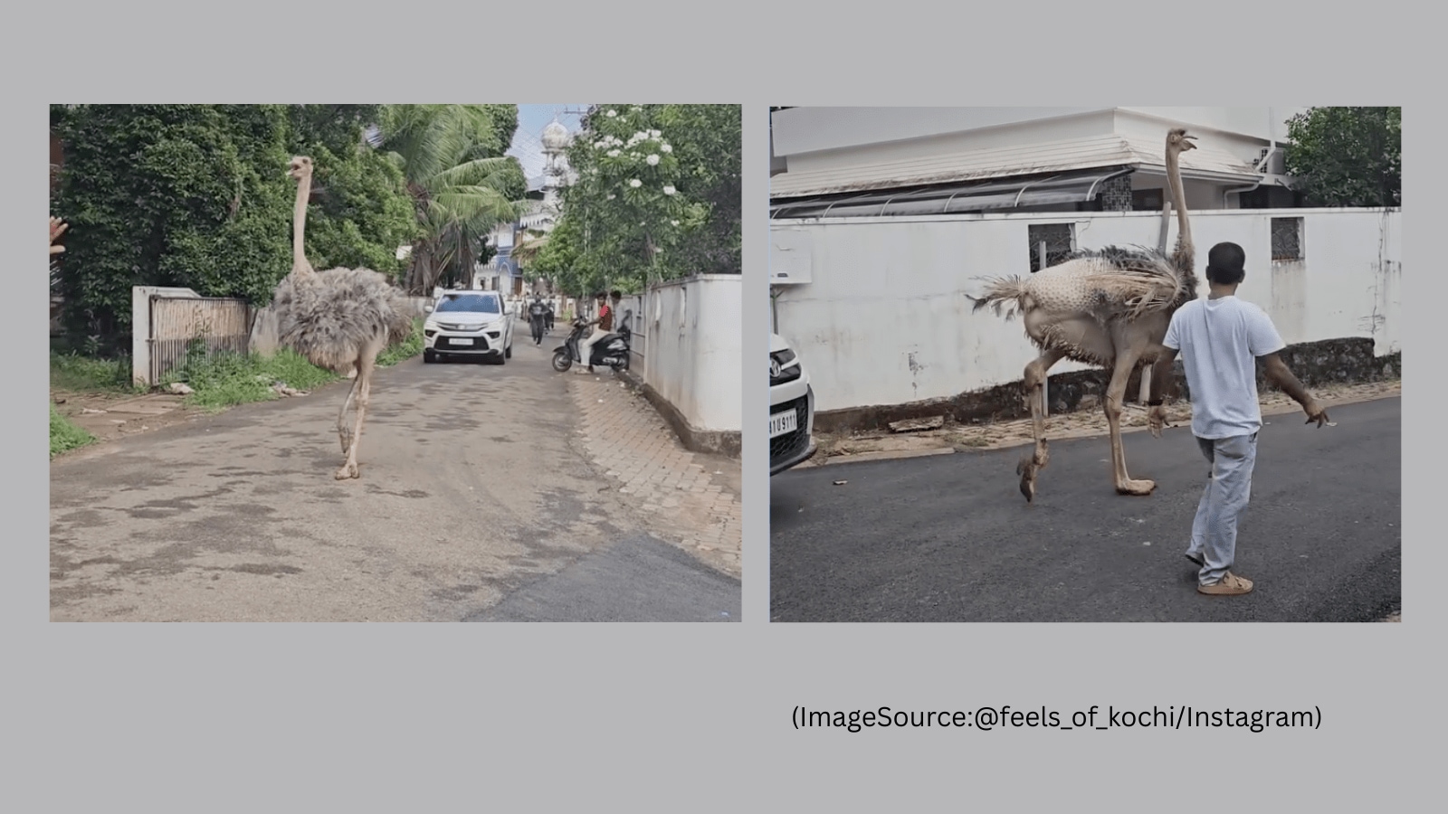 Wild surprise near Kochi: ostrich spotted roaming city roads, video ...