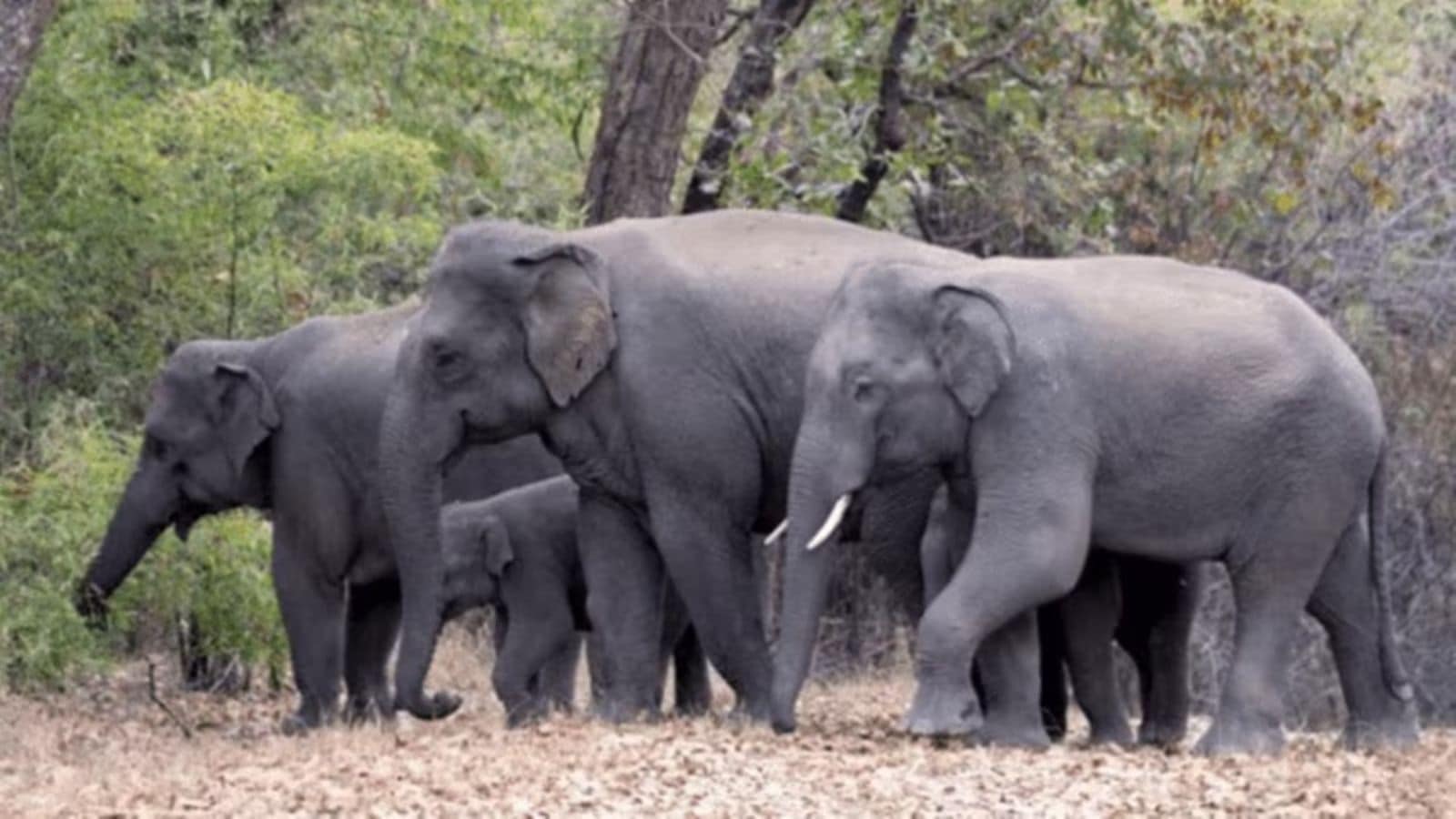 Odisha: Forest guard on elephant duty shot dead by poachers, 4 arrested ...