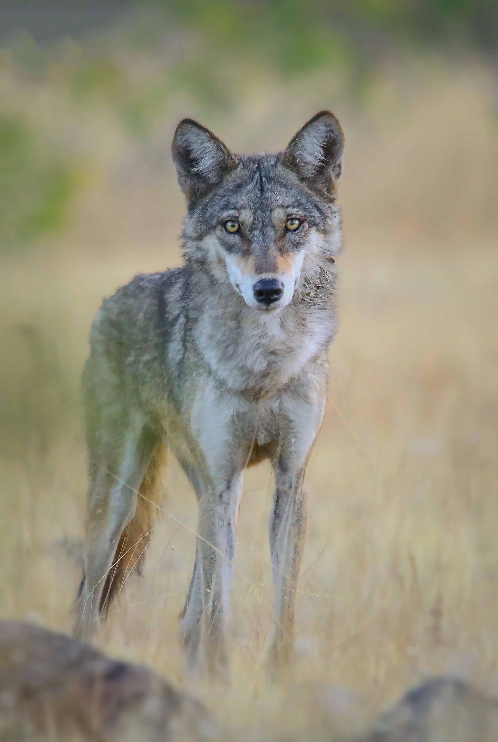 Explore India’s first sanctuary dedicated to the Indian wolves | Pets ...