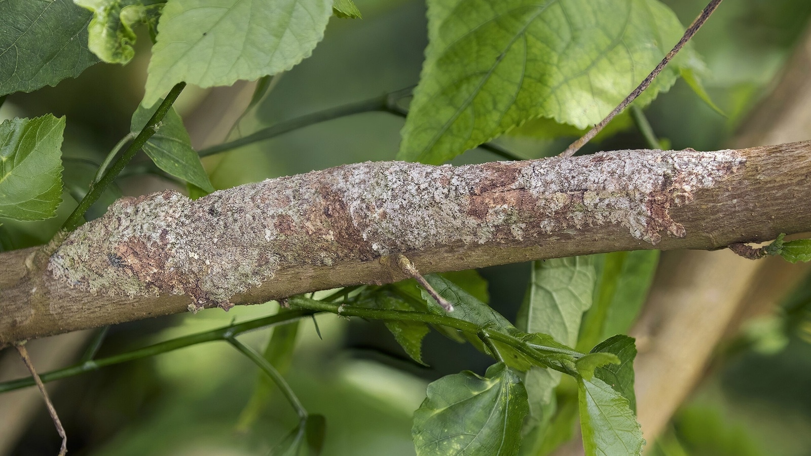 10 animals that have the ability to camouflage to their surroundings ...