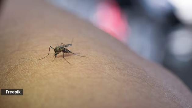 Why mosquito populations surge after rain, and how you can get rid of ...