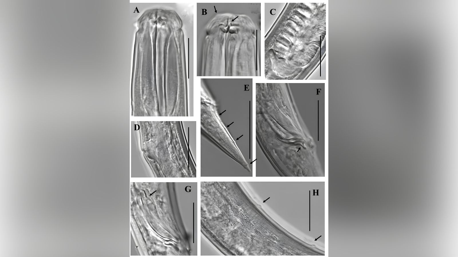 Indian scientists discover rare marine worm on Tamil Nadu coast ...