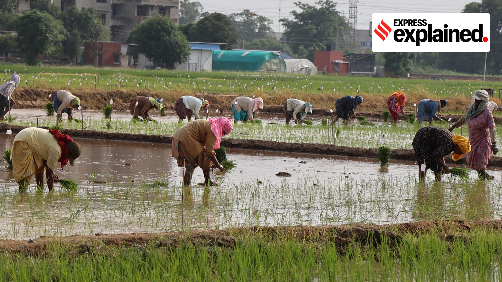 Why paddy sowing in Punjab depends on a court order this time, and the ...