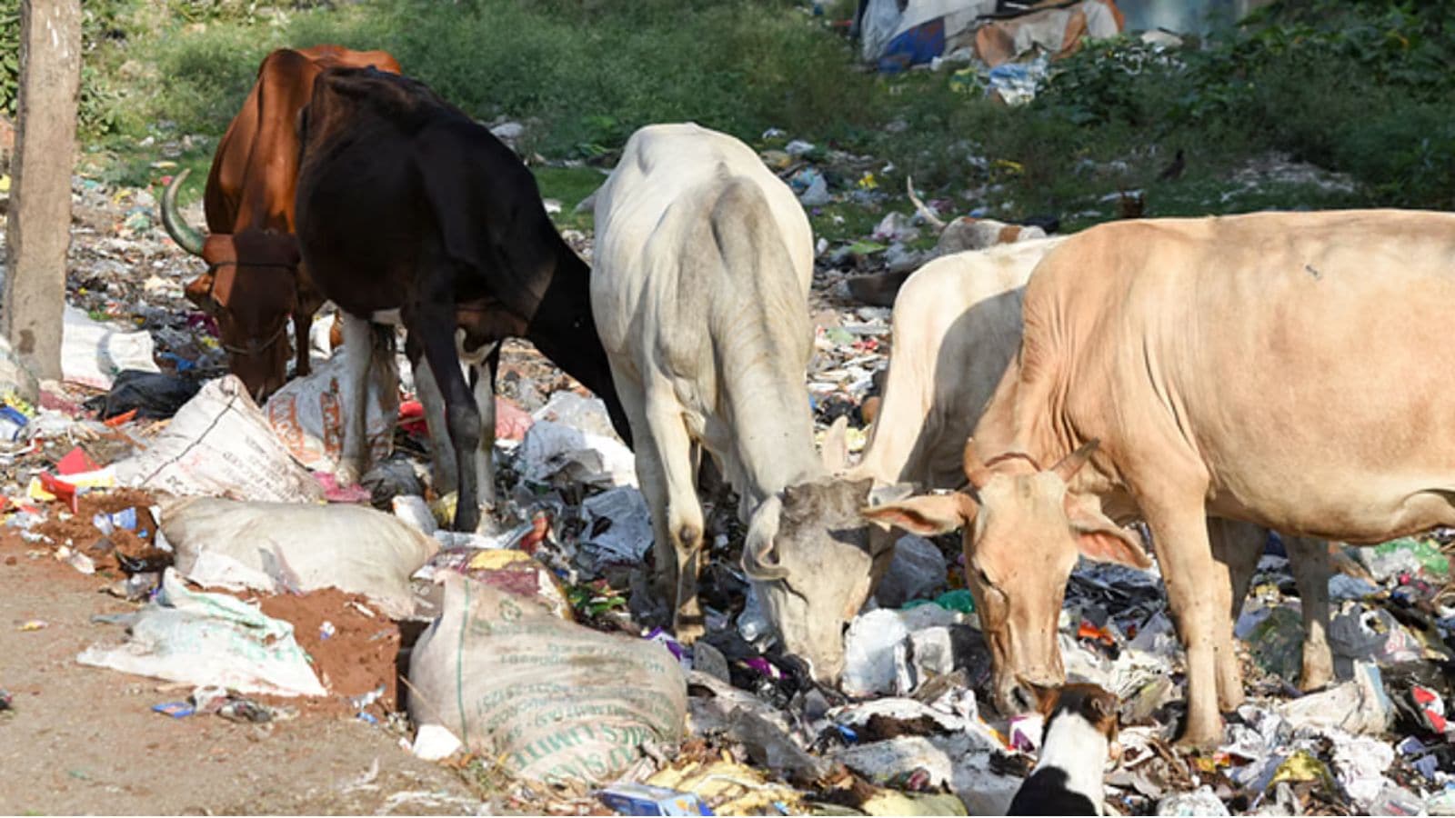 Stray cattle in Delhi to get comfortable spaces with fodder, clean ...