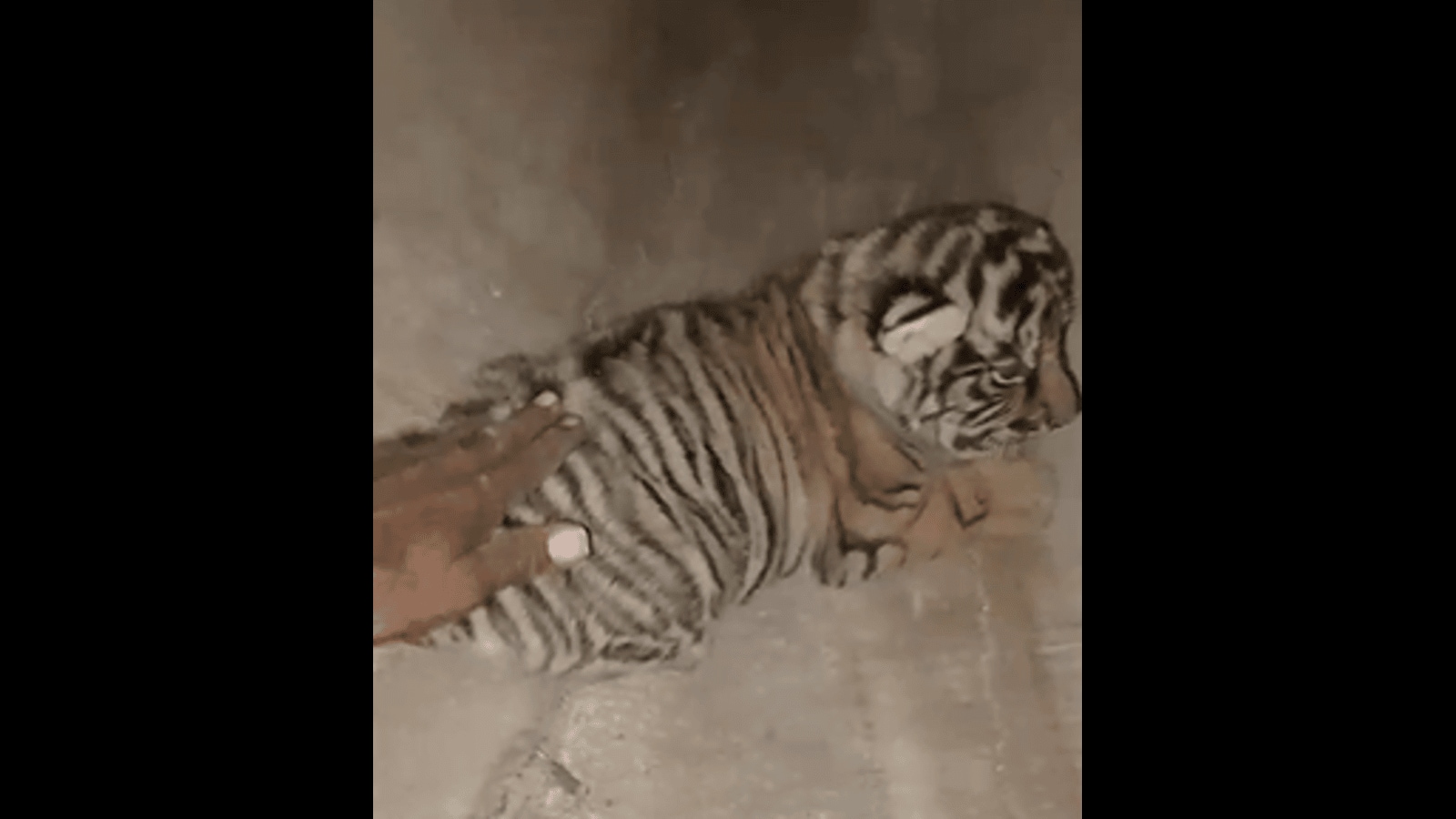 FIR after video shows man approaching and touching tiger cubs in ...