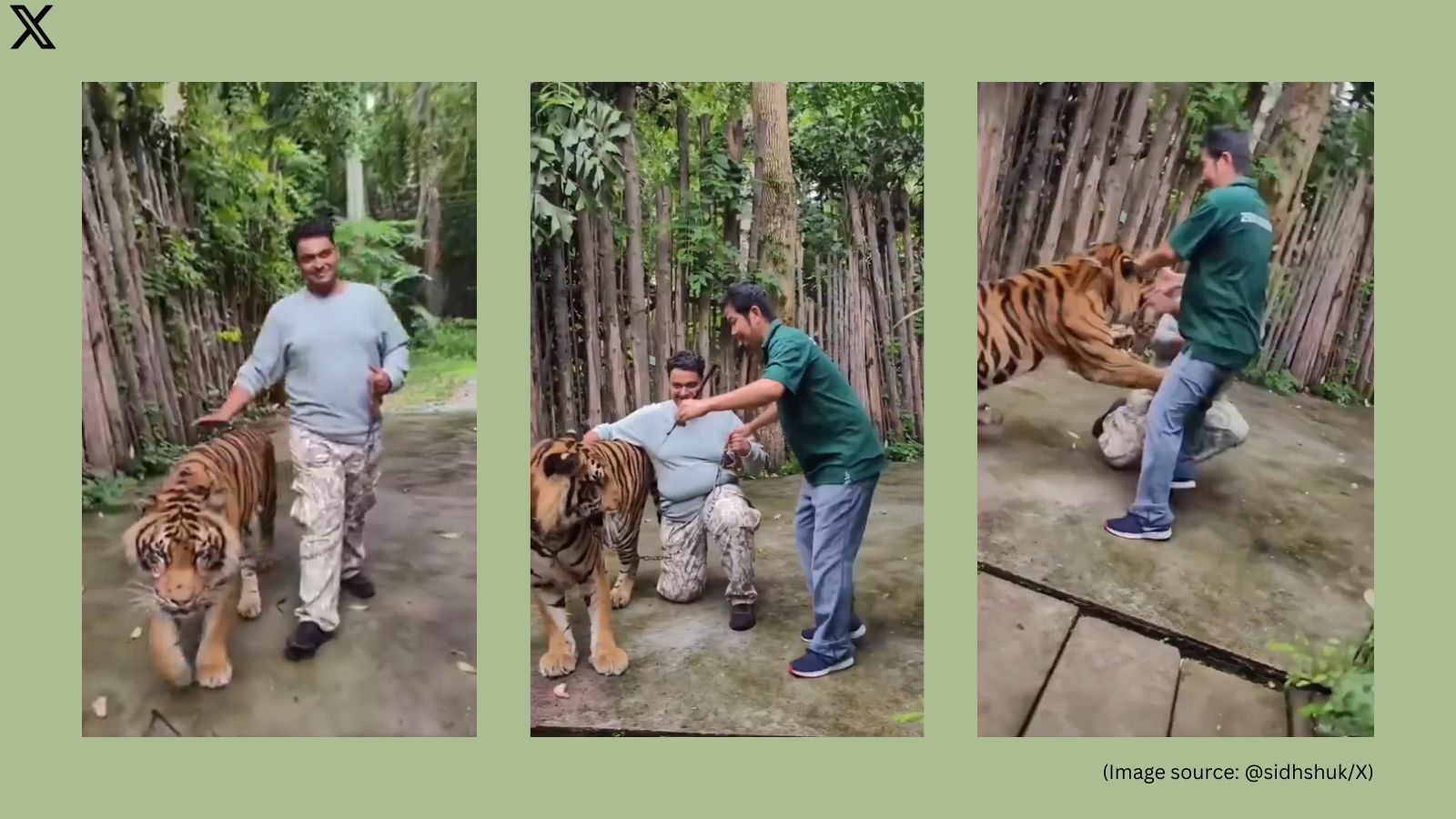 Indian tourist mauled by tiger in Thailand while posing for photo ...