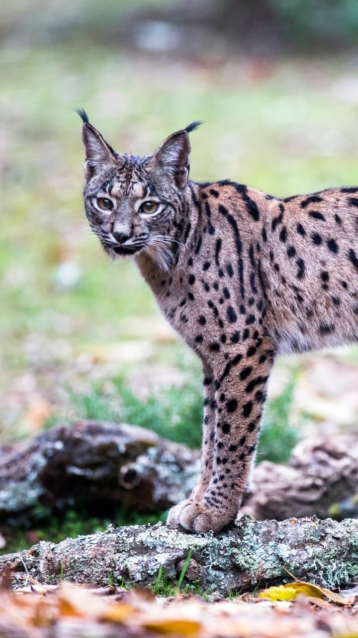 Beautiful Wild Cats