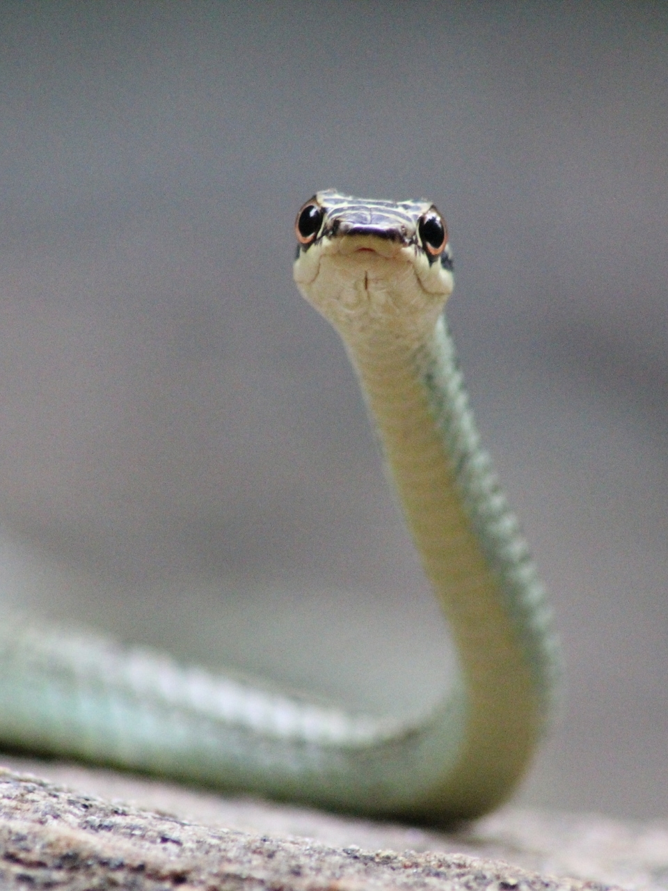 Meet the flying snake