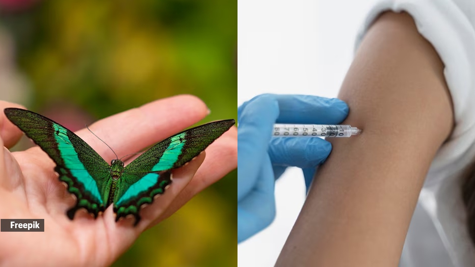 Teenagers are injecting crushed butterflies for internet clout; a ...