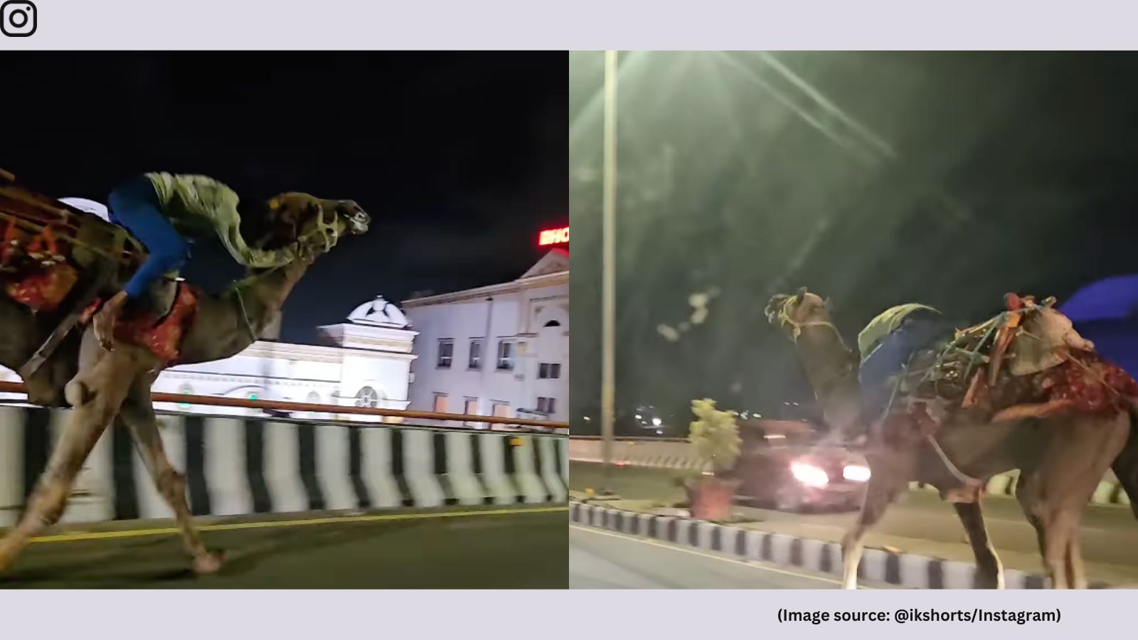 Watch: Drunk man rides a camel on busy Hyderabad flyover, rescued by ...