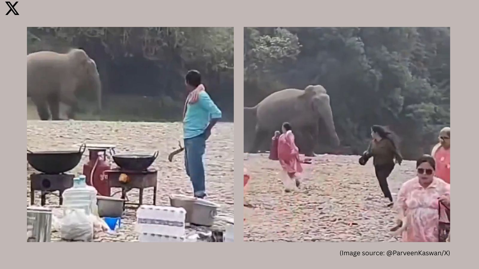 Wild elephant invades picnic spot, netizens slam irresponsible tourism ...