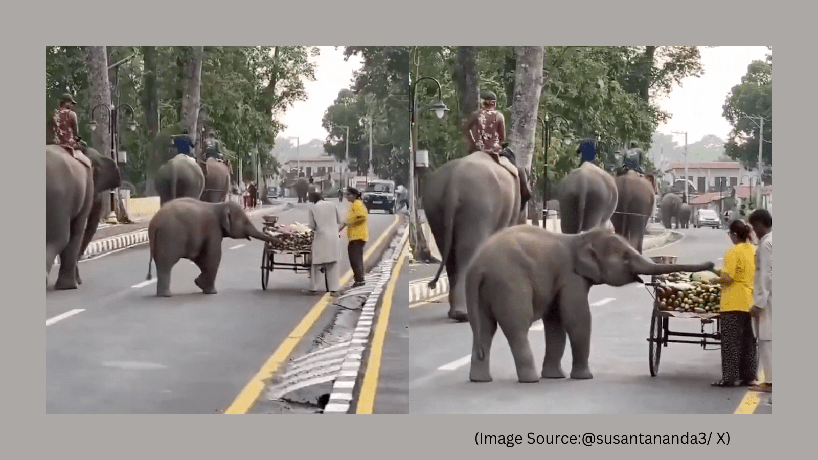 ‘Chotu’ the baby elephant charms the Internet with fruit cart snack ...