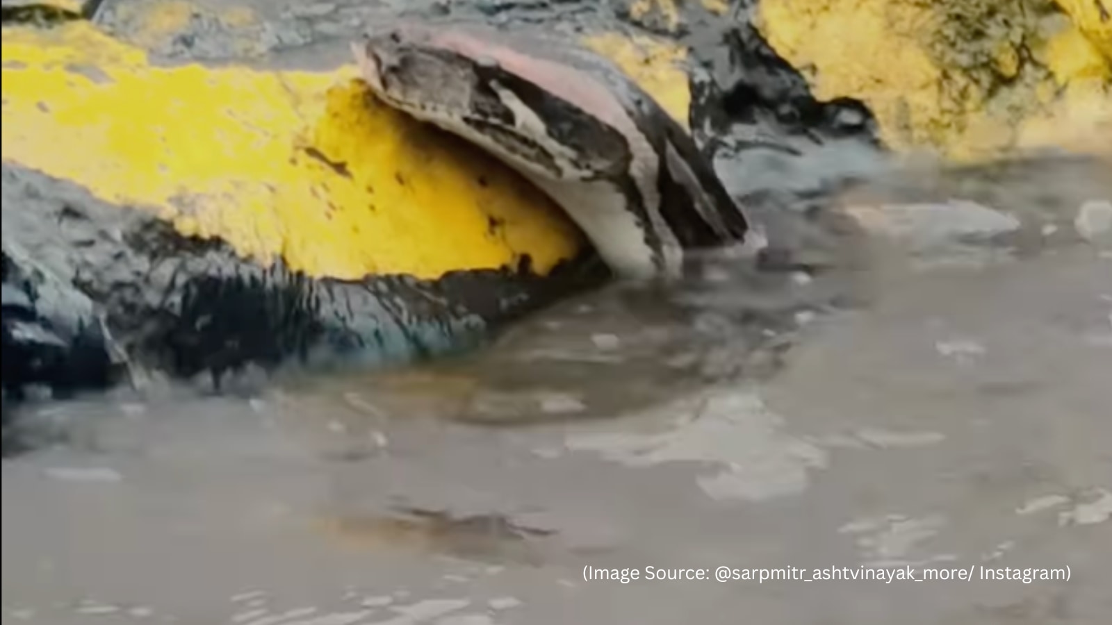 Massive python swims through flooded Navi Mumbai streets, viral video ...