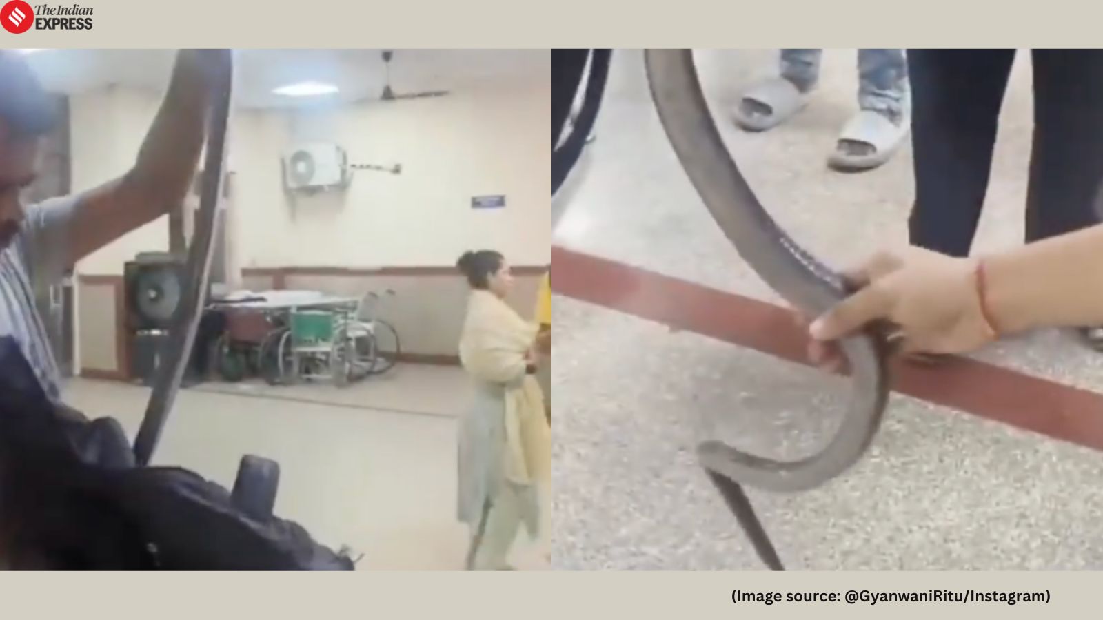‘I’ve been bitten, help’: Man walks into hospital in Rajasthan with ...