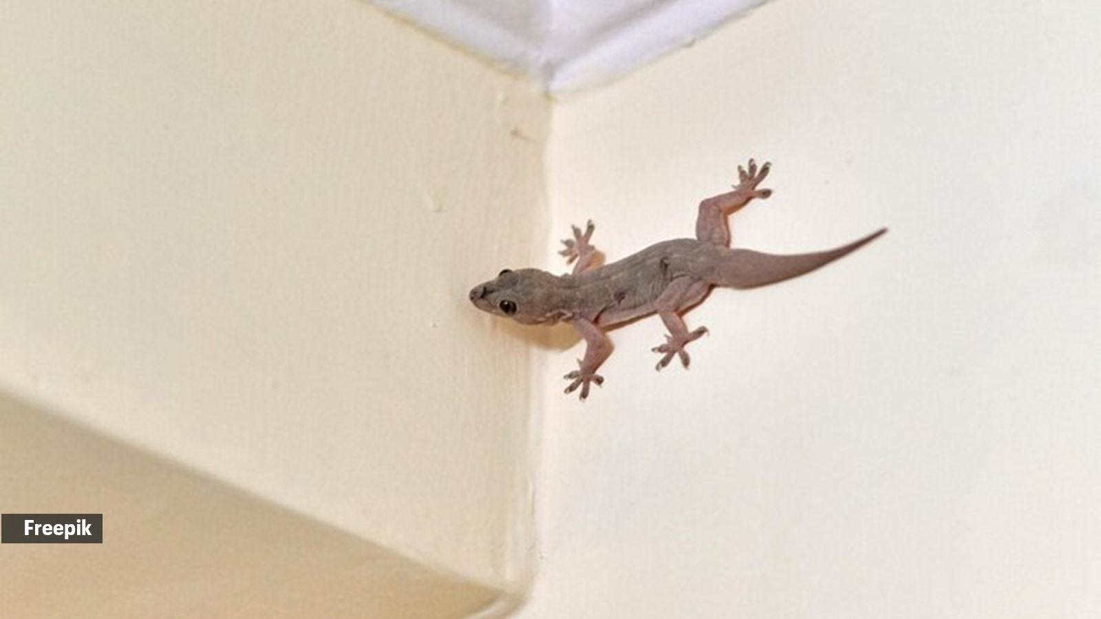 5 disgusting facts about lizards | Pets-animals News - The Indian Express