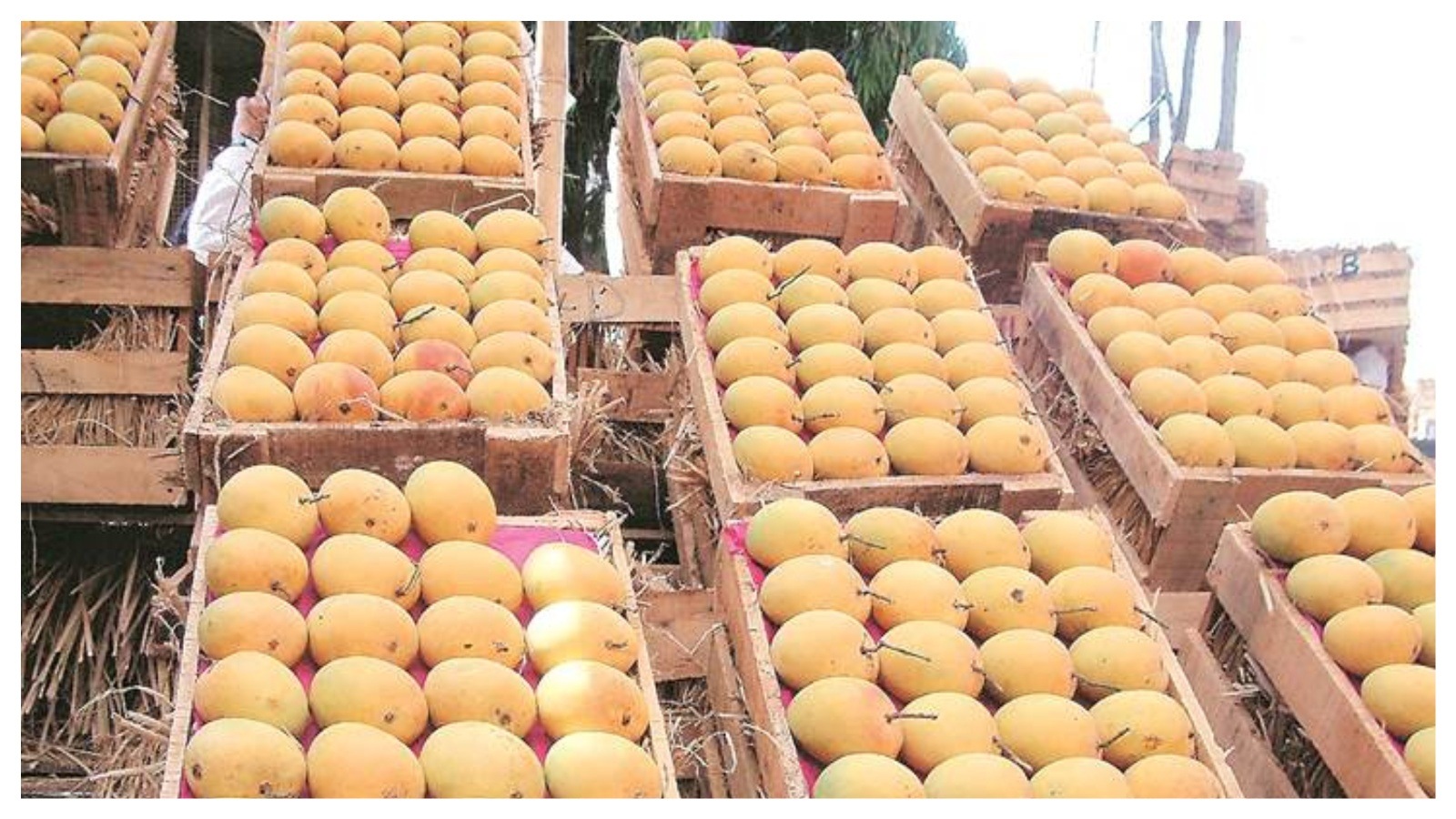 At 3,624 MT, Mumbai airport sees 9% rise in mango exports in April-May ...