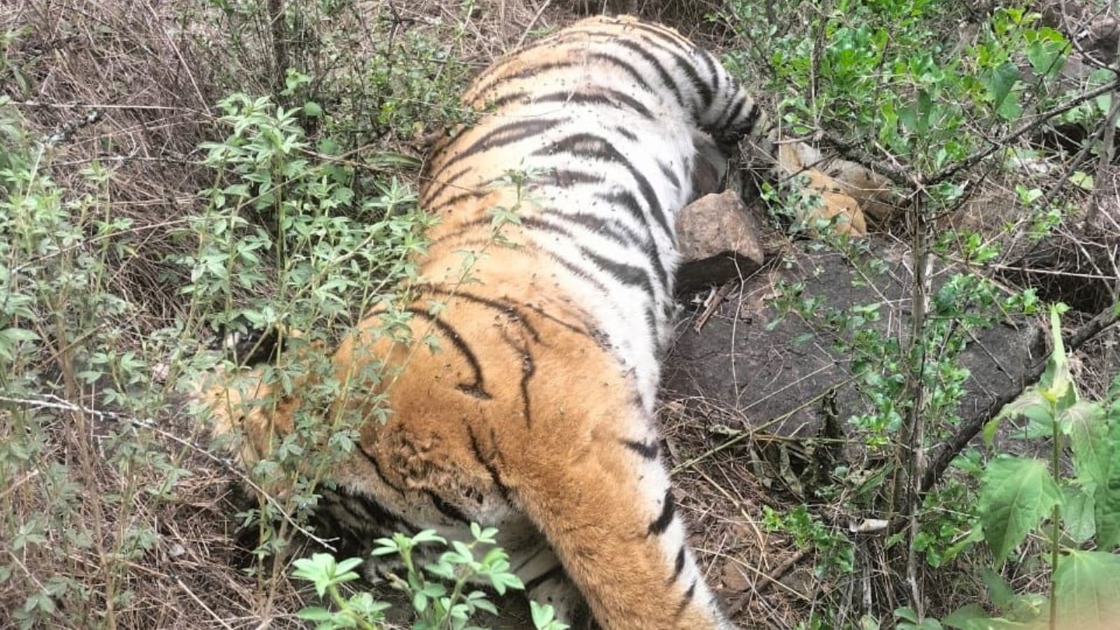 Karnataka tiger deaths: 3 arrested for poisoning cattle carcass at MM ...