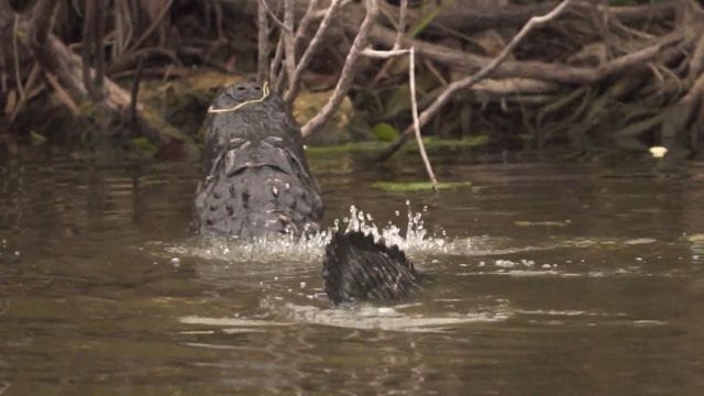 Inside ‘Alligator Alcatraz’, US detention centre surrounded by deadly ...