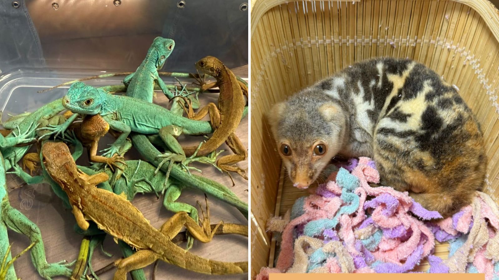 120 exotic animals trafficked from Bangkok rescued, 2 held at Mumbai ...