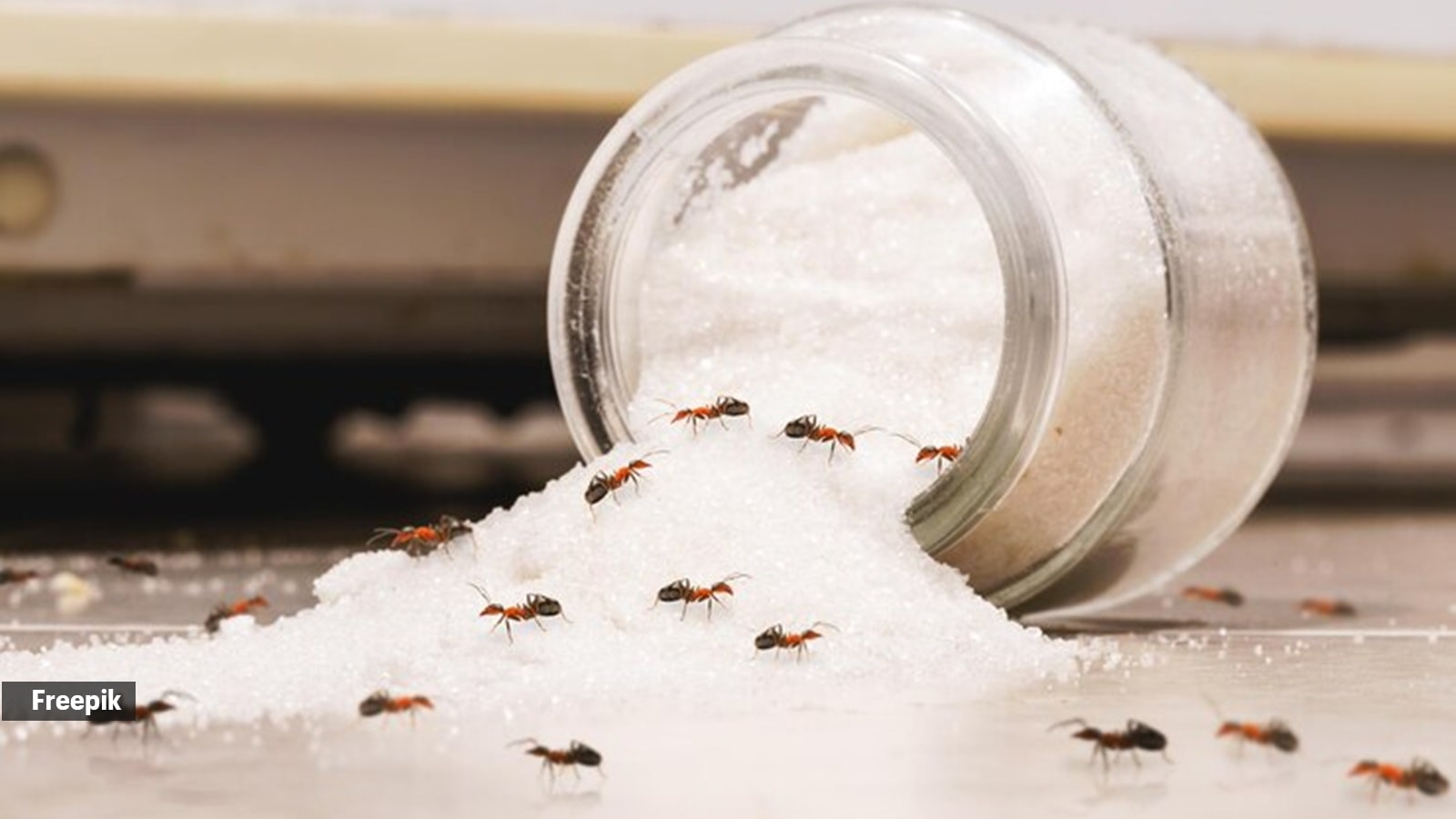 Ants in your sugar jar? Here’s what they’re telling you about your ...