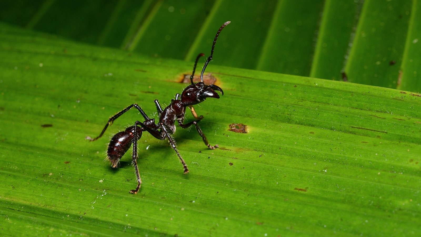 How the 'bullet ant' got its name