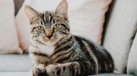 Latest News on Cats: Get Cats News Updates along with Photos, Videos ...
