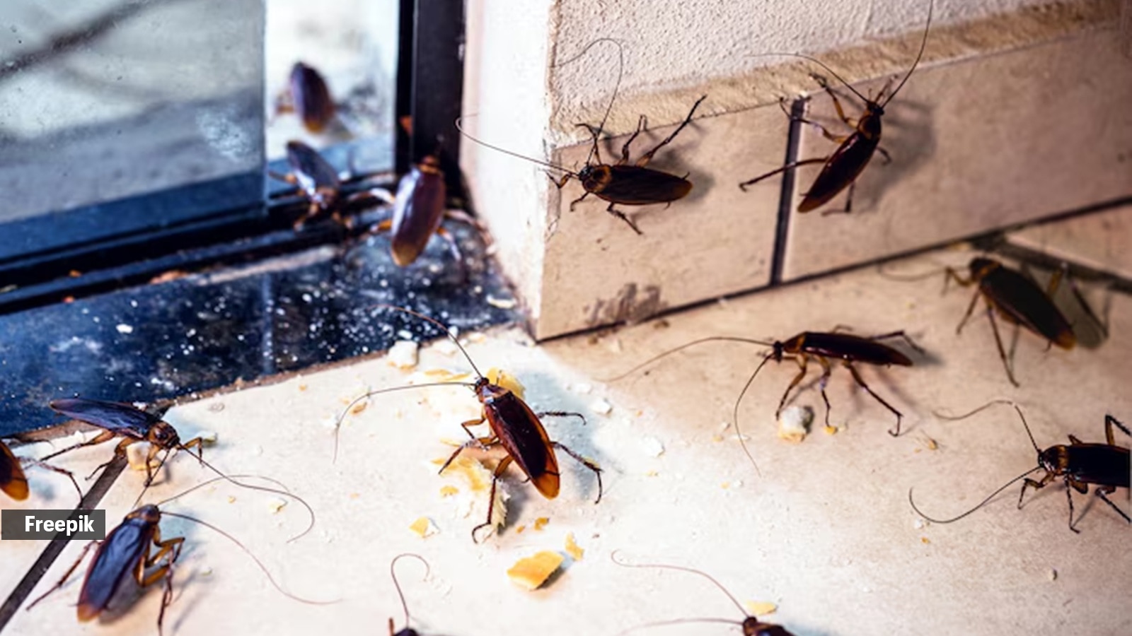 Are insects infesting your home? These could be the reasons behind it