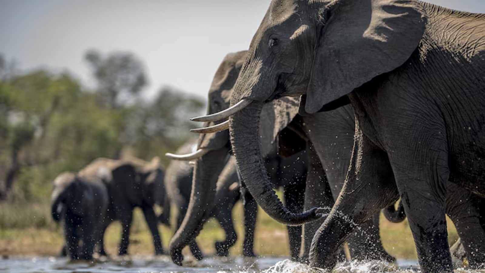 These animals can sense natural disasters before humans | Pets-animals ...