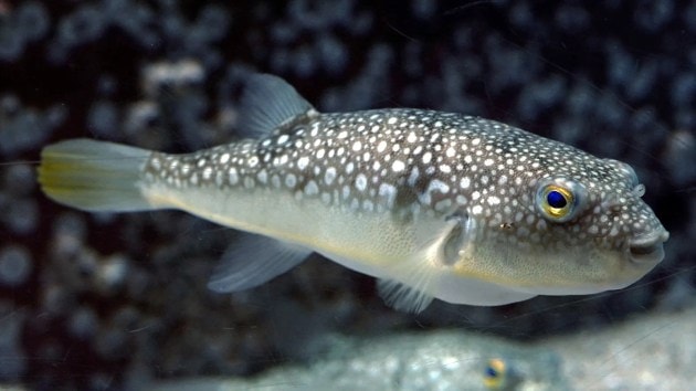 Can you instantly stop hiccups by consciously thinking ‘I am not a fish ...