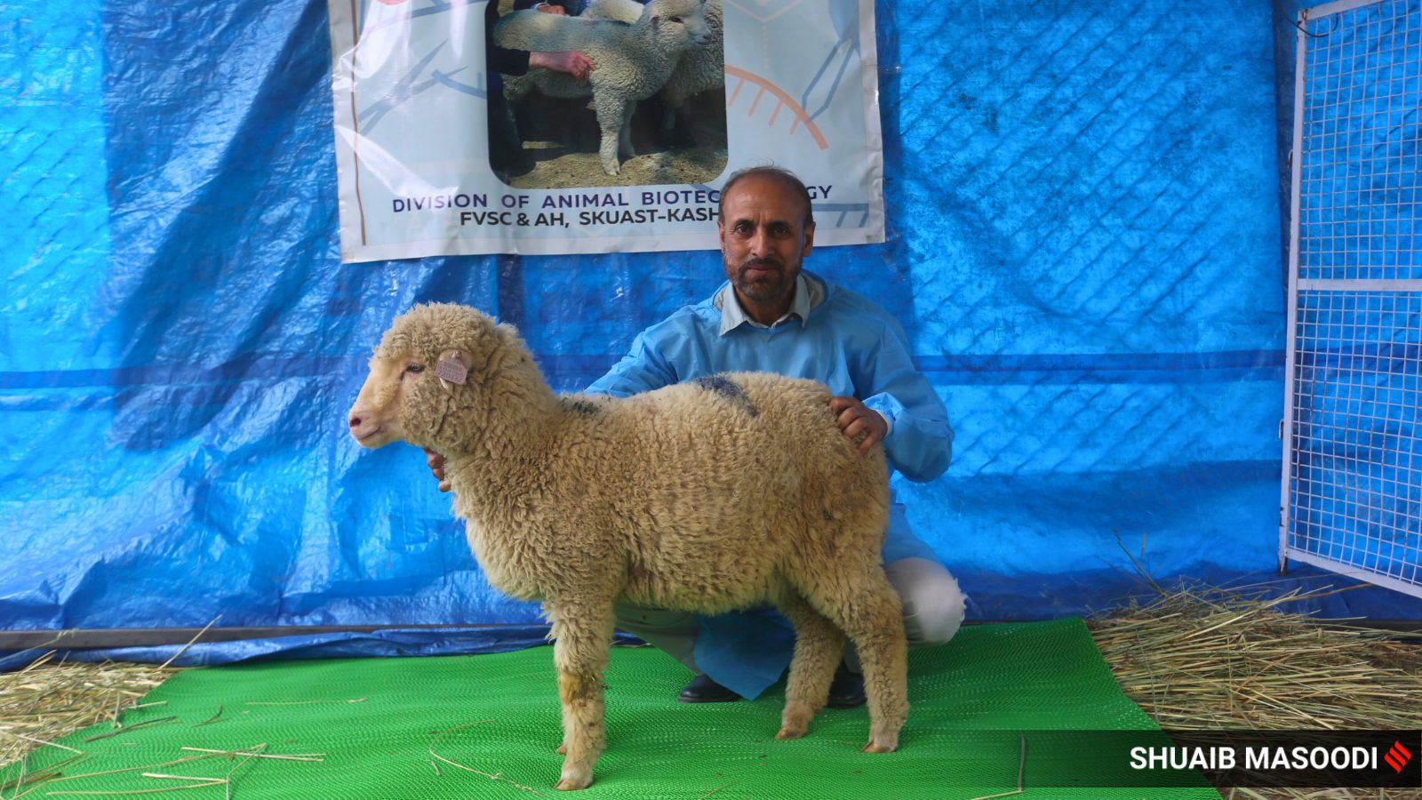 Meet India’s first gene-edited sheep, born in a Srinagar lab, now a ...
