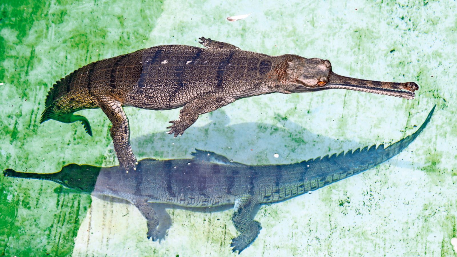 Four new gharials shifted to display gallery at Mumbai zoo | Mumbai ...