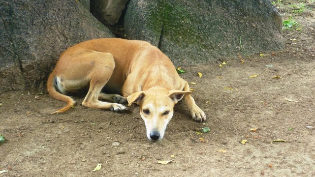 Did you know Indie dogs have been around since Mohenjo-daro?