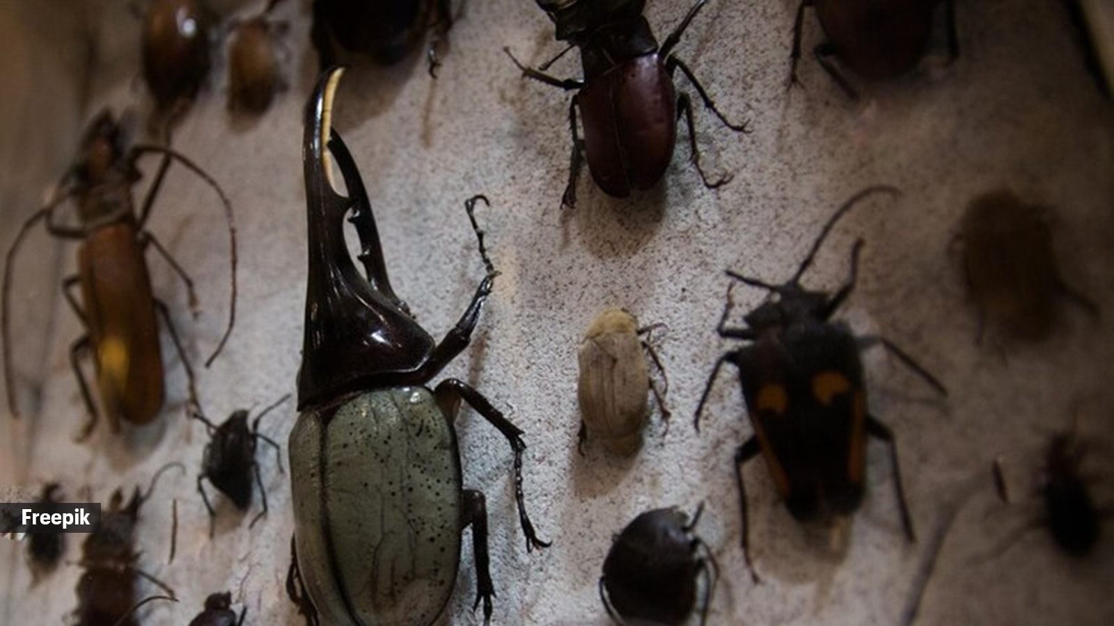 This common Indian household insect can crawl into your ears while you ...