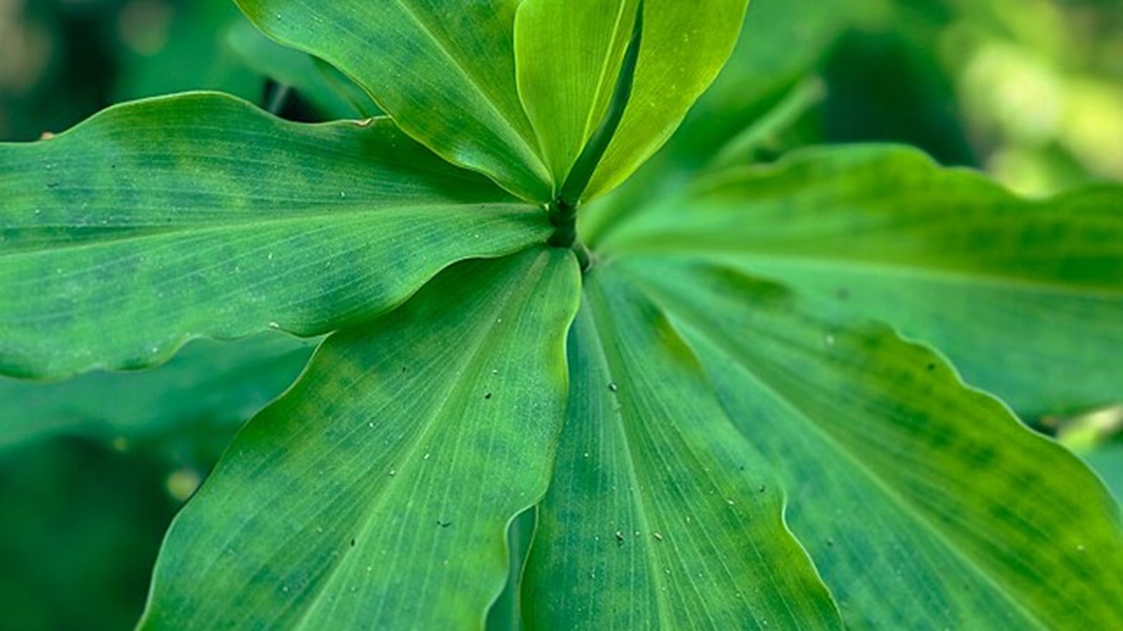 What is the insulin plant?