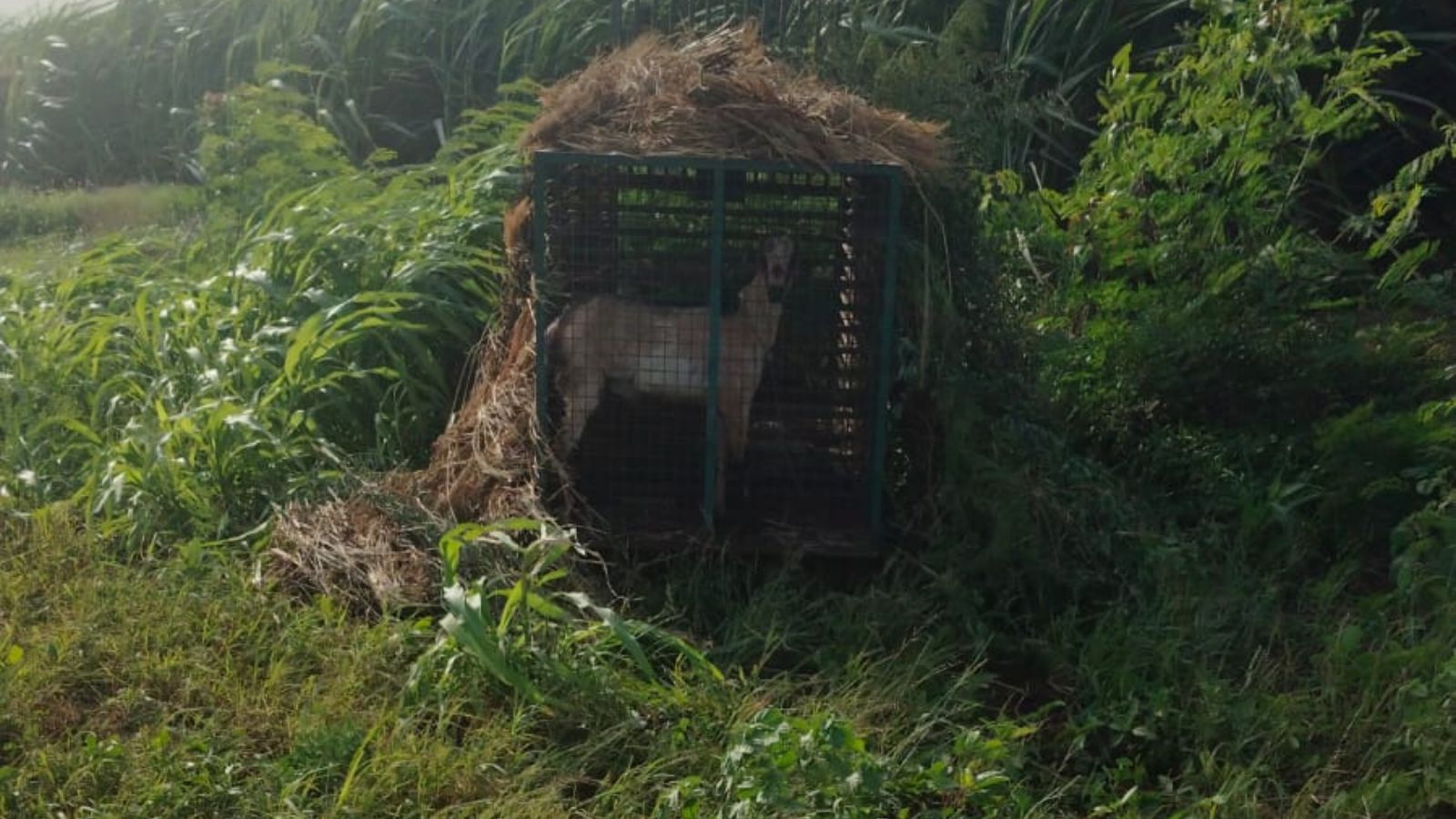 Following leopard attacks that left minor girl dead, woman injured in ...