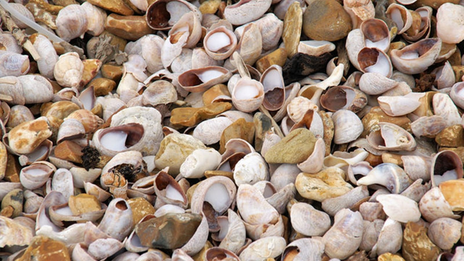 The animal with the sharpest teeth in the world is no bigger than your ...