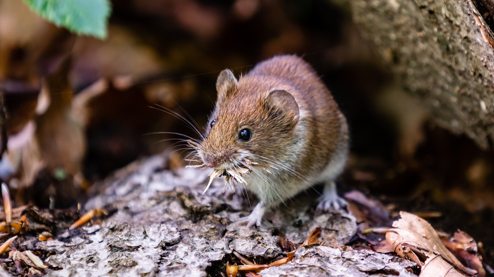 A mouse and rat are not the same; knowing their differences can help ...