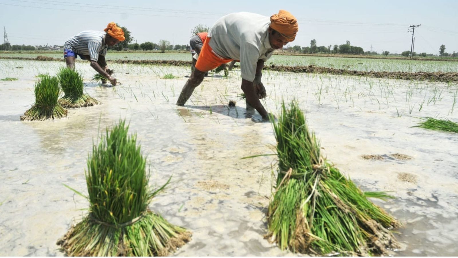 Paddy transplanted in 1.75 lakh hectares so far — a 4-fold jump from ...
