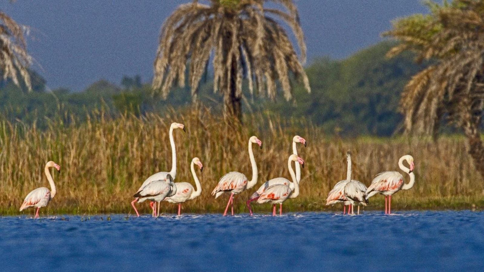 Rajasthan’s Udaipur and Phalodi sites get Ramsar tag | India News - The ...