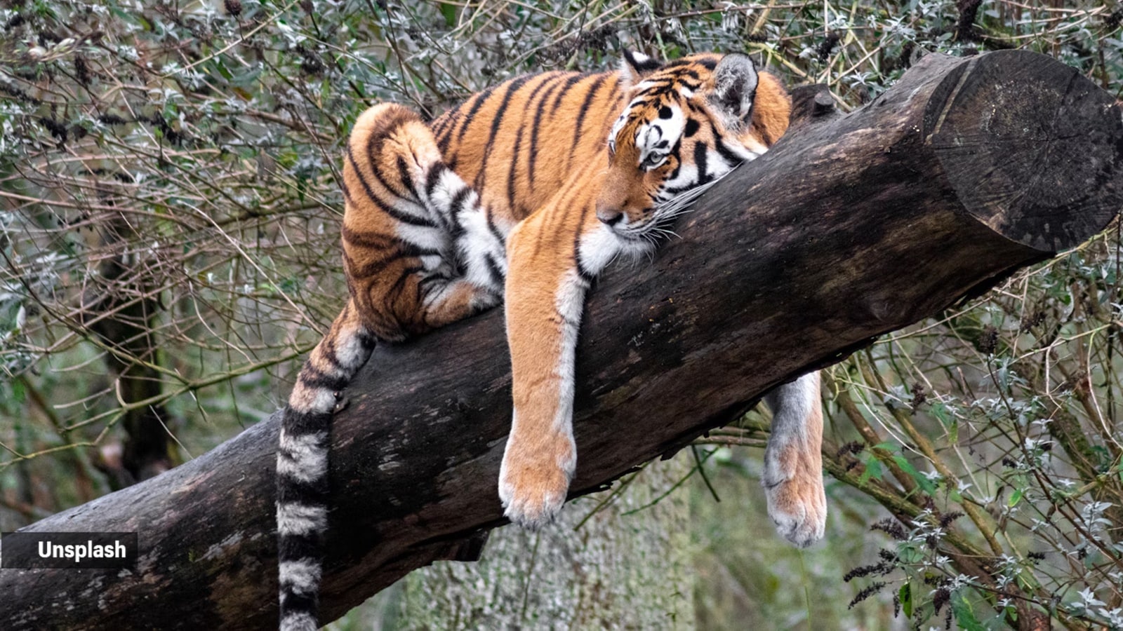 Tigers vs leopards: Who would win in a fight? | Pets-animals News - The ...