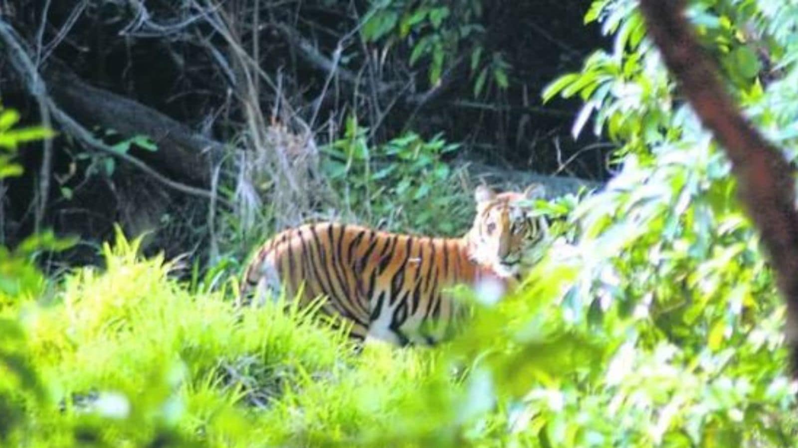 Report flags tiger-human conflict risk as prey base shrinks in ...