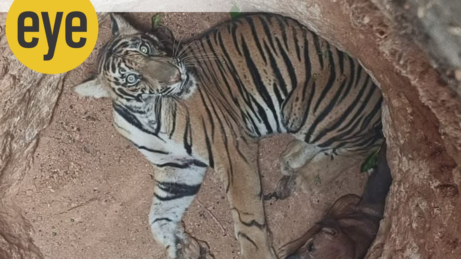 What the tiger and the dog learned in the well | Eye News - The Indian ...