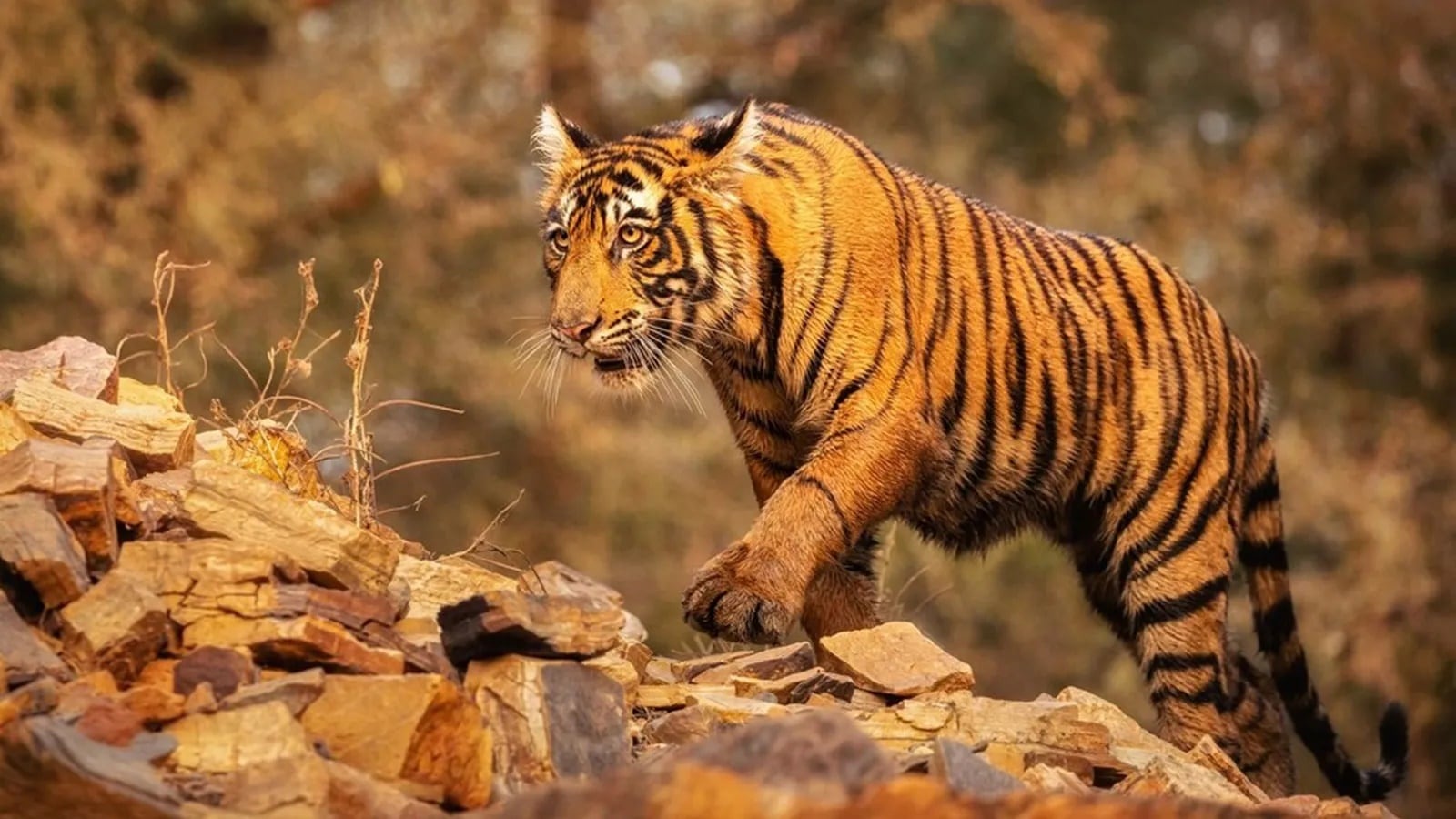 Karnataka: Three held for poisoning carcass that killed tigress, four ...